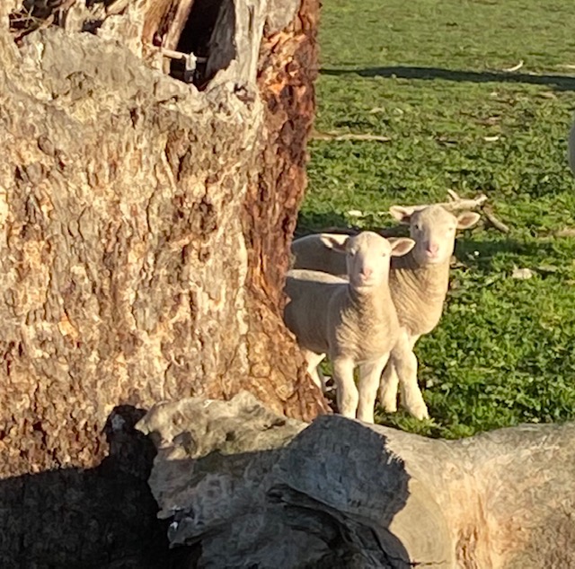 Poddy Lambs……… – Generation Gap